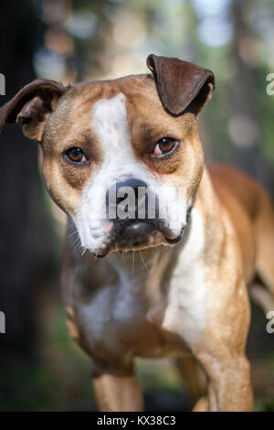 Fit and healthy Bulldog out for a hike in the forest Stock Photo - Alamy