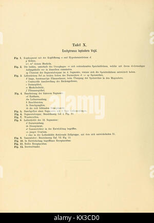 Illustration showing anatomy and development of invertebrate animals ...