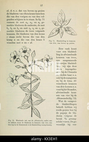 Concise textbook of botany for the Dutch East Indies, covering plant ...