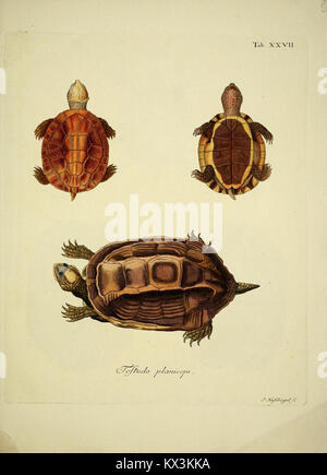 Johann David Schöpf's work 'Naturgeschichte der Schildkröten' is a ...