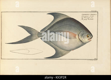 Volume by D. M. E. Bloch documenting fish species in Germany ...