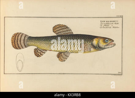 Volume by D. M. E. Bloch documenting fish species in Germany ...