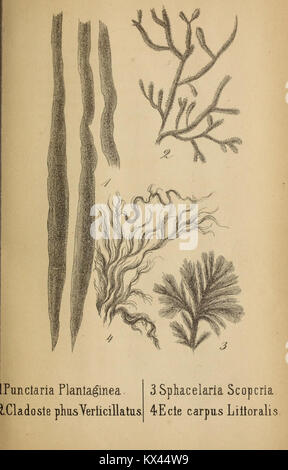 Der Begleiter in Seebäder Stock Photo - Alamy