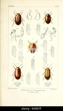 This plate from the study on Dascillidae beetles of the Lake Geneva ...
