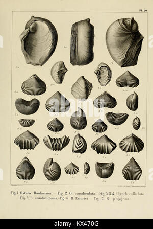 This work describes fossil mollusks found in the Paris region, focusing ...