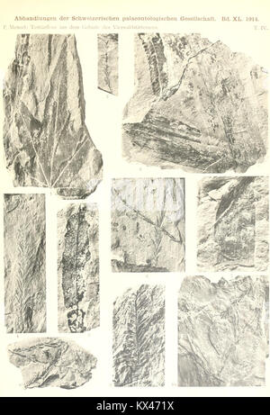 This study in fossil botany examines ancient plant structures, with a ...