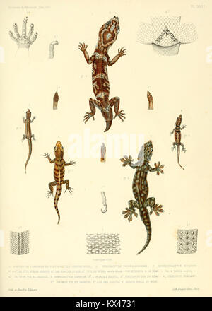This work describes new species and a new genus of North American ...