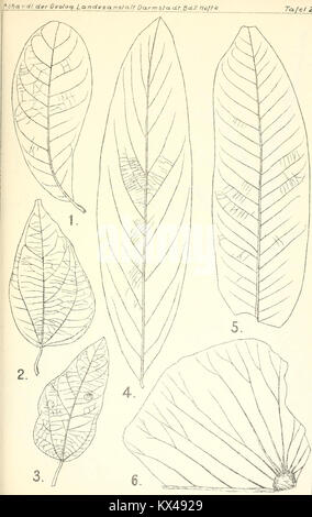 This image features fossilized plants that are important for students ...