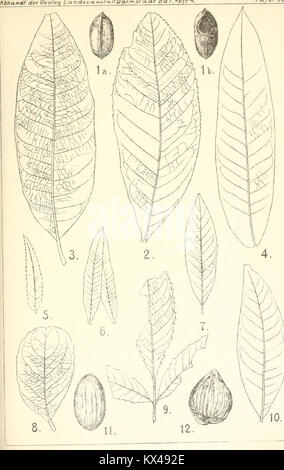 This work on paleobotany focuses on the fossil plants found in ...