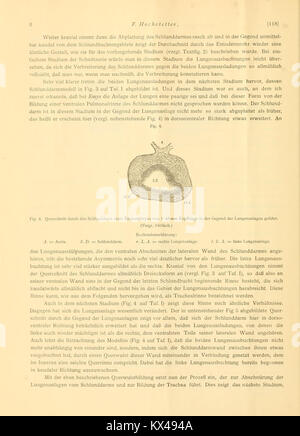 This work discusses the evolutionary development of the European marsh ...