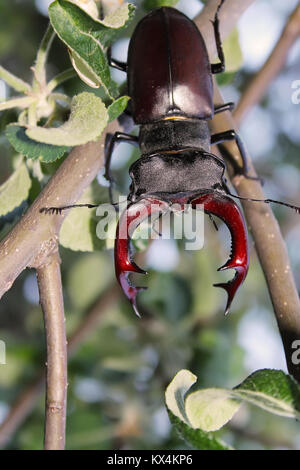 Large beetle stag beetle insects Stock Photo - Alamy