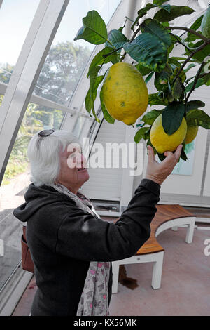 fruit,lemons,lemon,citron,lemon tree,fruit tree Stock Photo - Alamy