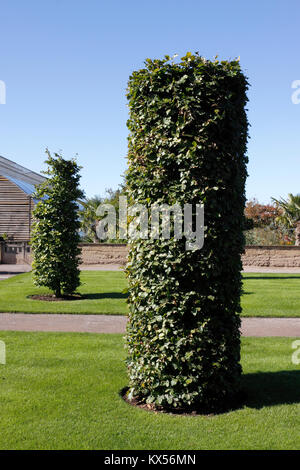 FAGUS SYLVATICA. BEECH COLUMNS. TOPIARY Stock Photo - Alamy