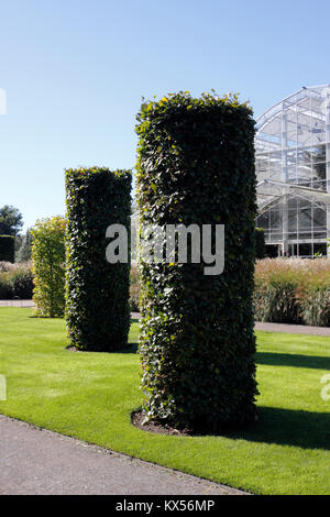FAGUS SYLVATICA. BEECH COLUMNS. TOPIARY Stock Photo - Alamy