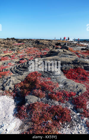 Galápagos Islands Landscape, Galápagos National Park, UNESCO World ...