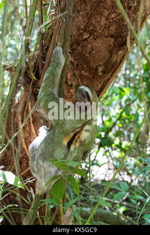 3-toed sloth hiding in tree Stock Photo - Alamy