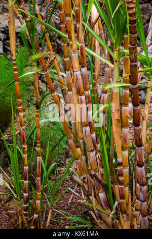 sugar cane cultivation Stock Photo - Alamy