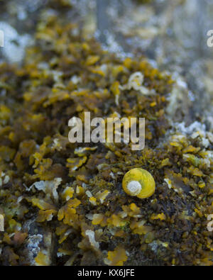 Common Periwinkle (Littorina littorea), Rockpool Foreshore Environment ...