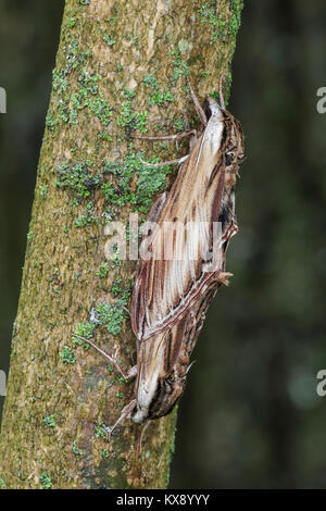 Laurel Sphinx Moth (Sphinx kalmiae) mating (female at top) on White Ash ...
