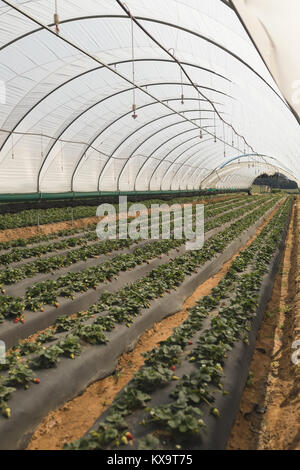 Greenhouse strawberry cultivation production in the countryside of ...