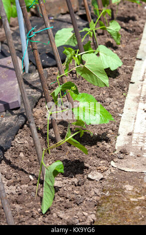 Runner beans planted out in grow bag using tray and wicks to water them ...