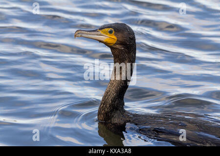 Cormorant diving Phalacrocorax carbo bird swimming dive underwater ...