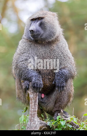 Baboon male patrolling for danger, profile portrait, smart monkey ...