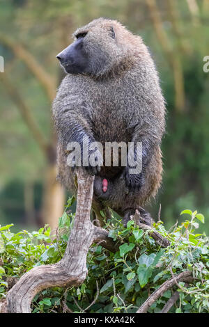 Baboon male patrolling for danger, profile portrait, smart monkey ...
