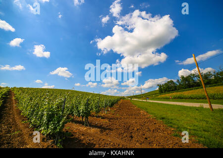 Vineyards with beautiful blue sky at Recas, Timis County, Romania Stock ...