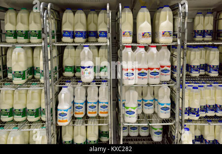Display of four and six pint plastic cartons of milk on refrigerated ...