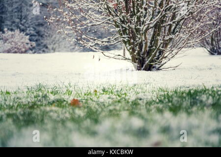 Green grass in snow, Hello spring, Goodbye winter concept Stock Photo ...