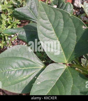 Vigna unguiculata, commonly known as cowpea, is a legume grown in the ...