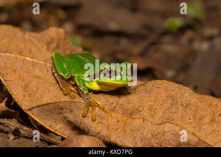 Jerdon's tree frog, Hyla annectans, Assam treefrog, Indian hylid frog ...