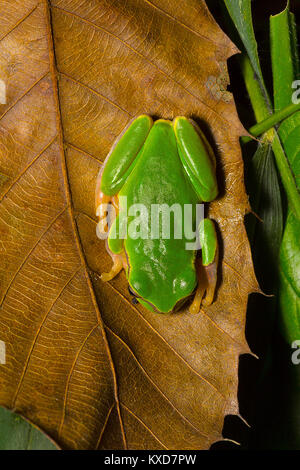Jerdon's tree frog, Hyla annectans, Assam treefrog, Indian hylid frog ...