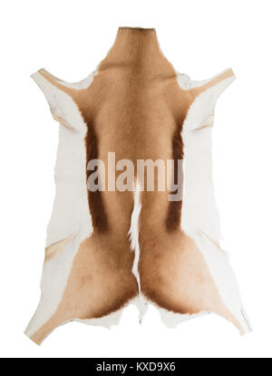 Skin of a springbok Stock Photo - Alamy