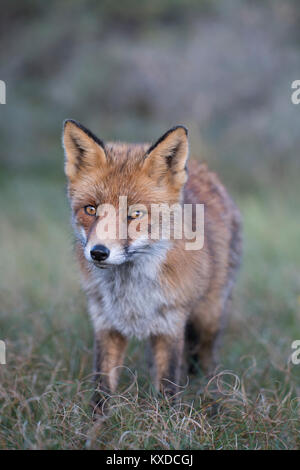Red Fox, Vulpes vulpes; Netherlands, Holland Stock Photo - Alamy