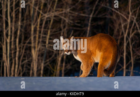Cougar (Puma concolor), also commonly known as the mountain lion, puma ...