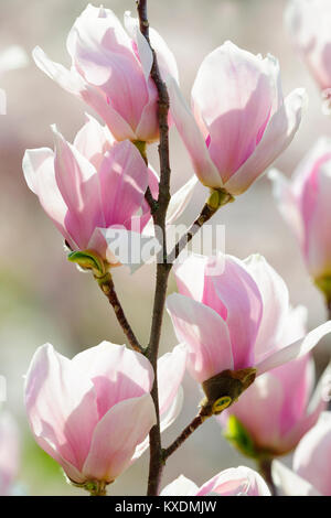 Pink pink pink pink flowers of chinese magnolia (Magnolia x soulangeana ...