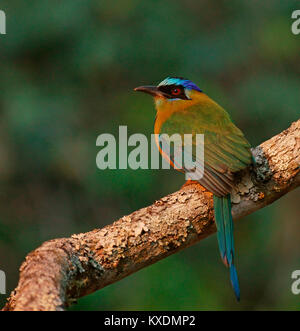 Blue-crowned Motmot in Brazil with an insect in its beak Stock Photo ...
