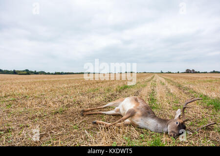 Fallow deer stag laying dead in a field Stock Photo - Alamy