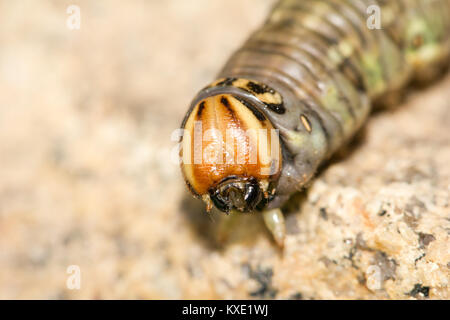 Pine Hawk moth larvae (Sphinx pinastri) inside transaperent egg Stock ...