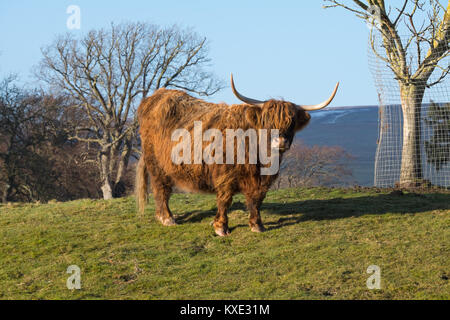 aberdeen angus x highland cattle Stock Photo - Alamy