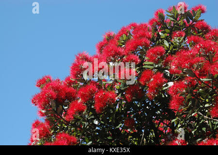 red fluffy flowers of the Puhutakawa tree; Metrosideros excelsa, New ...