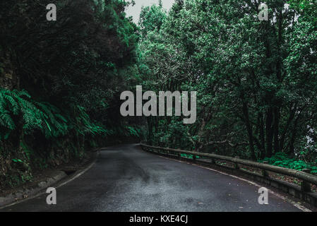 Beautiful roan in the tropical forest Stock Photo - Alamy