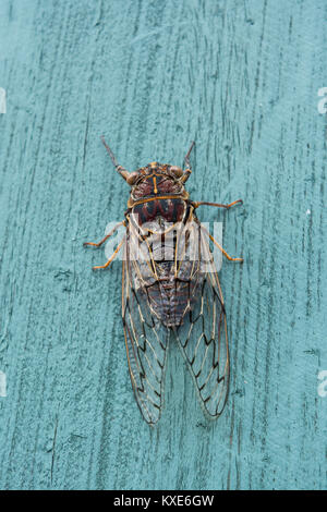 Razor Grinder cicada (Henicopsaltria eydouxii), only found in eastern ...