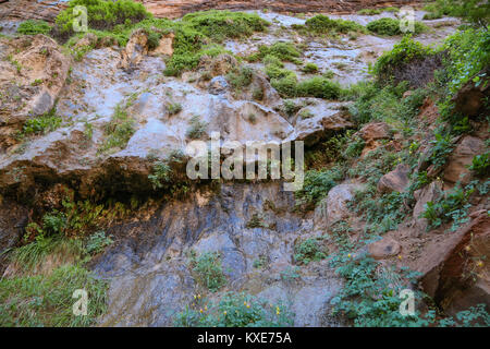 Wet sandstone rock face along the Weeping Rock Trail in Zion National ...