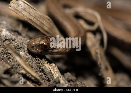 Storeria victa, the Florida brown snake, is a species of nonvenomous ...