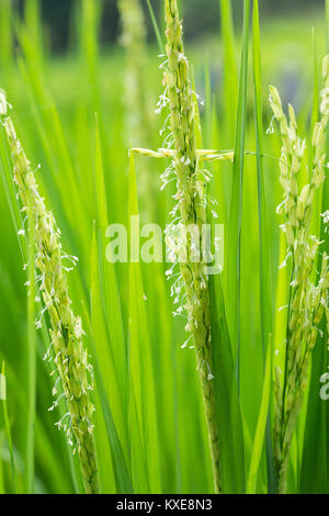 dew drop and insect on rice field Stock Photo - Alamy