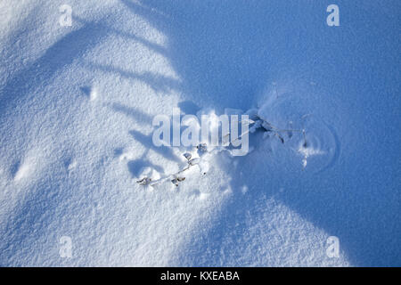 Vegetation poking through snow in the Norwegian mountains Stock Photo ...