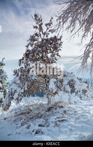 beech trees covered with frozen snow after a snow storm isolated ...